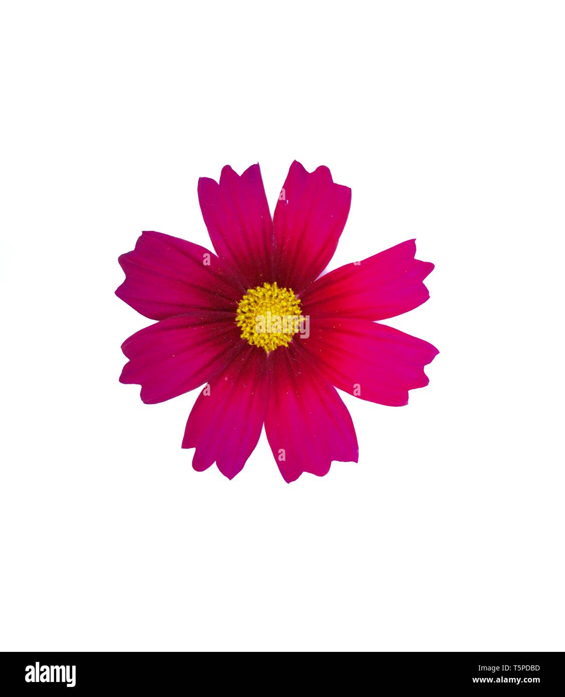 Red cosmos flower isolated on white background Stock Photo - Alamy