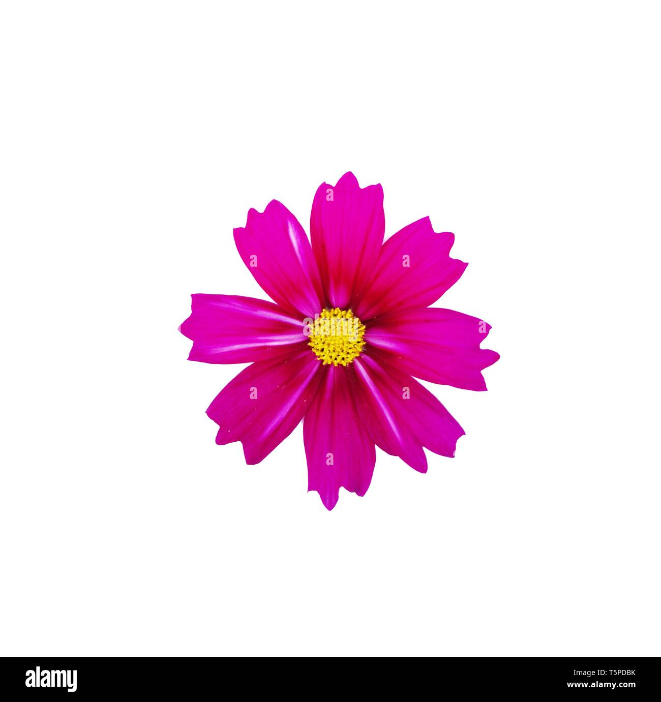 Red cosmos flower isolated on white background Stock Photo - Alamy