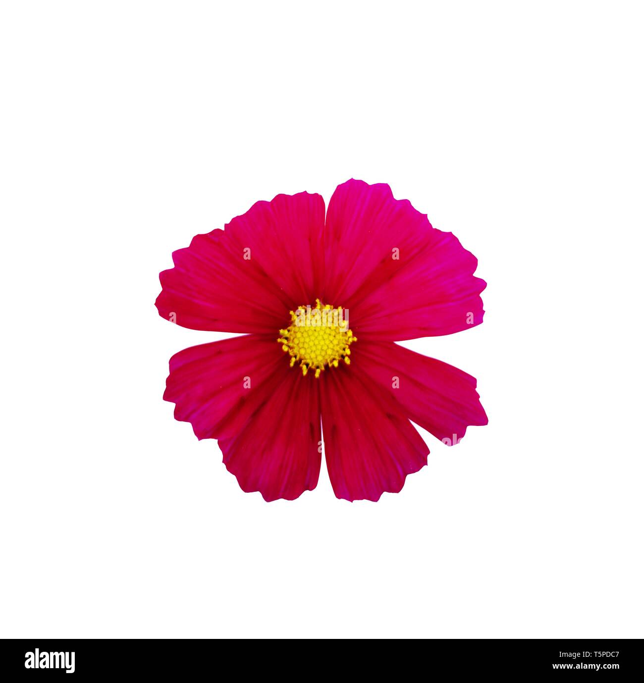Red cosmos flower isolated on white background Stock Photo - Alamy