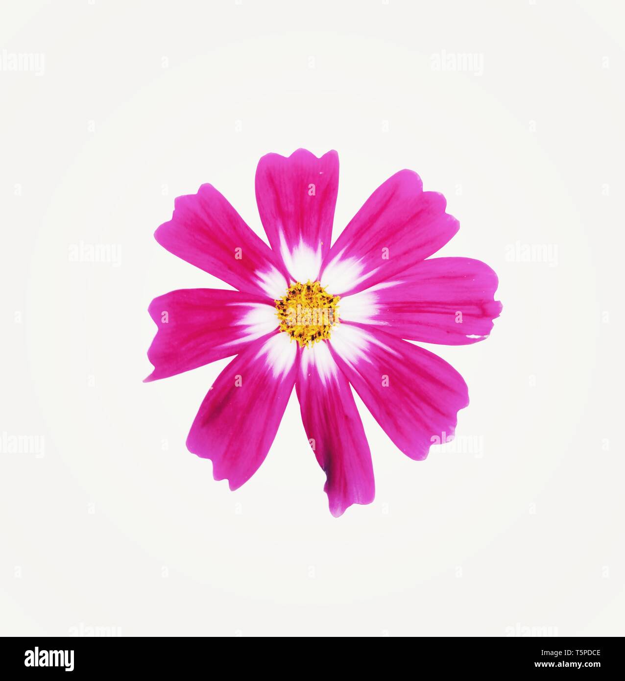 Red cosmos flower isolated on white background Stock Photo - Alamy