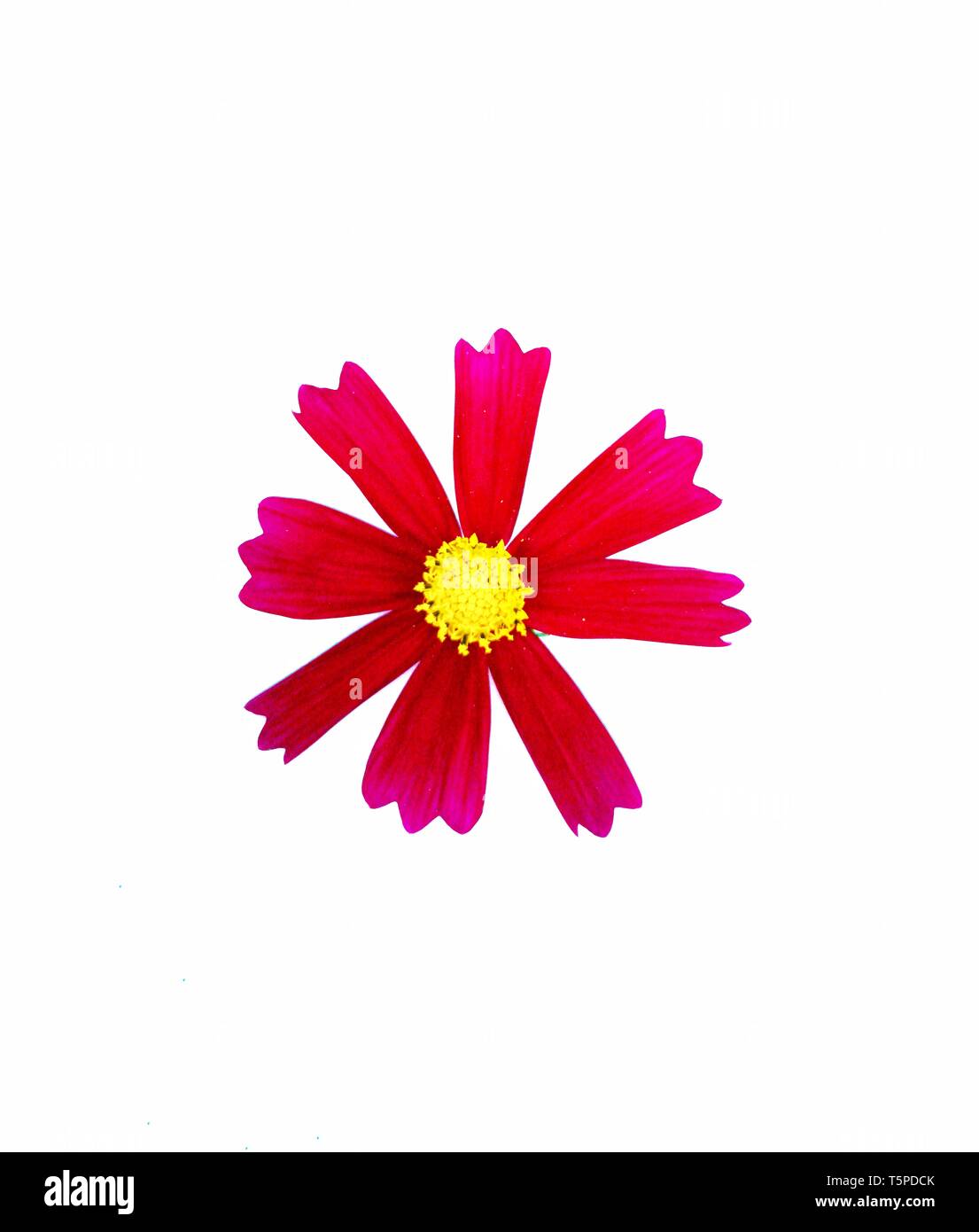 Red cosmos flower isolated on white background Stock Photo - Alamy