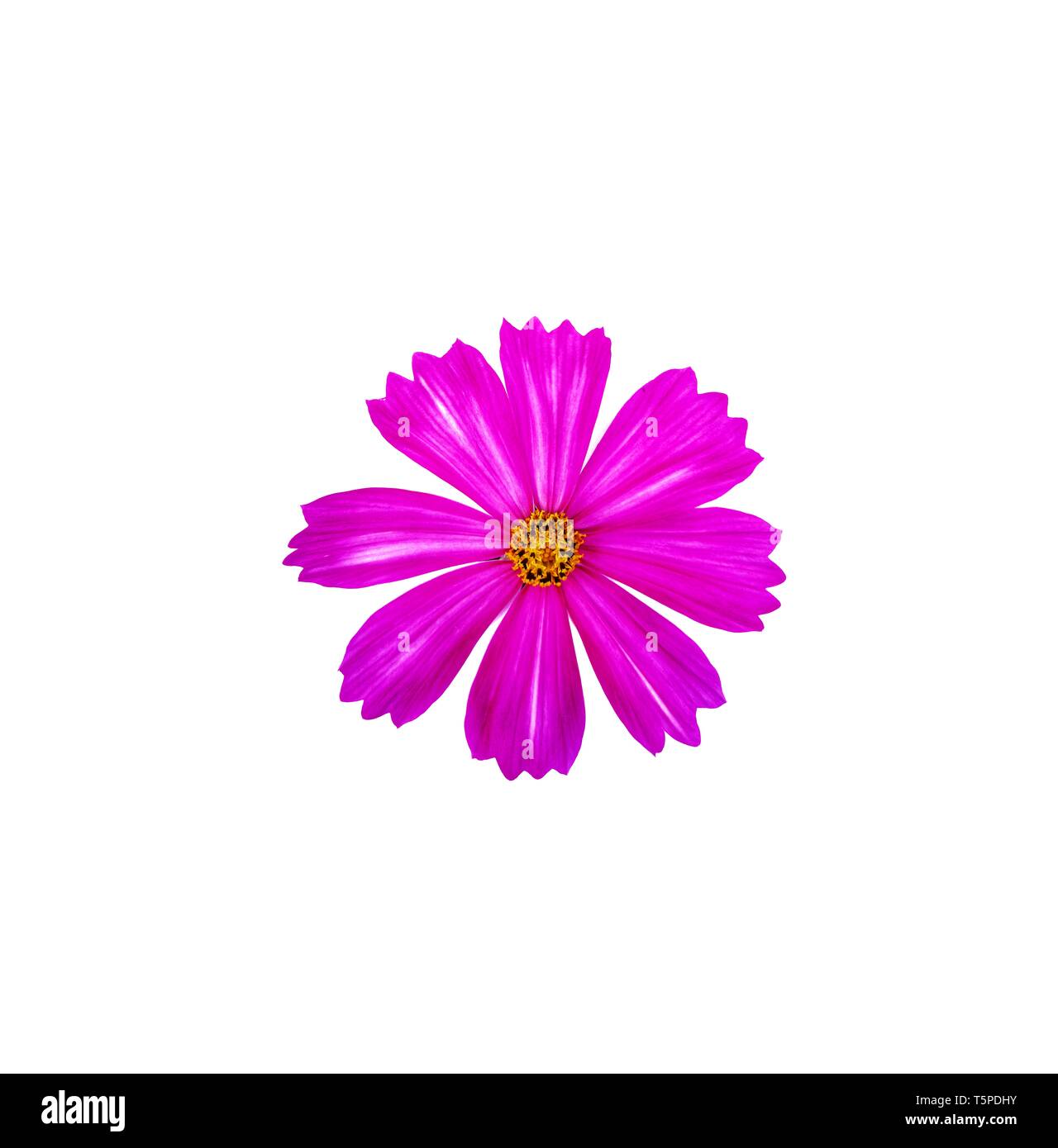 Pink cosmos flower isolated on white background Stock Photo - Alamy