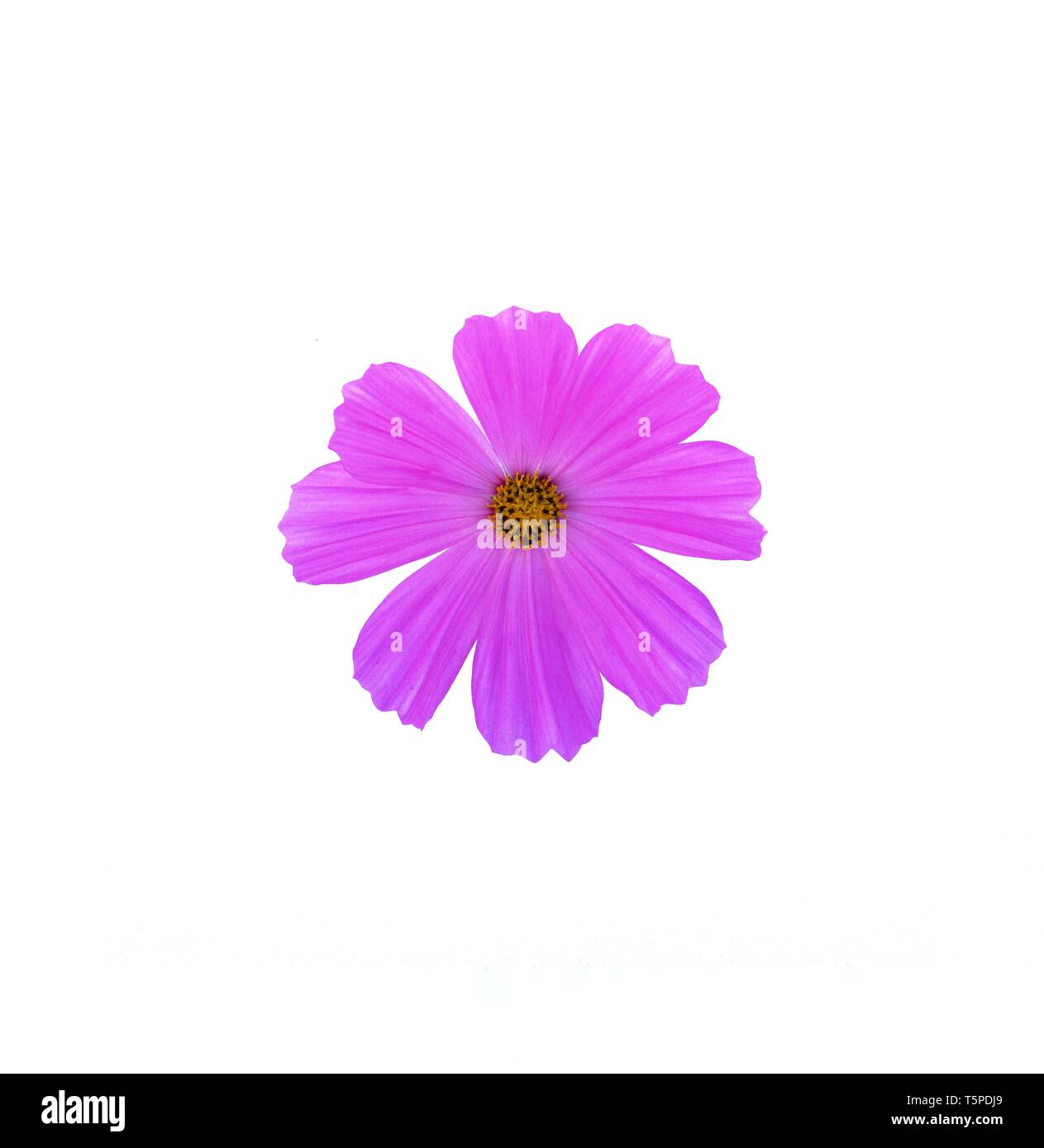 Pink cosmos flower isolated on white background Stock Photo - Alamy