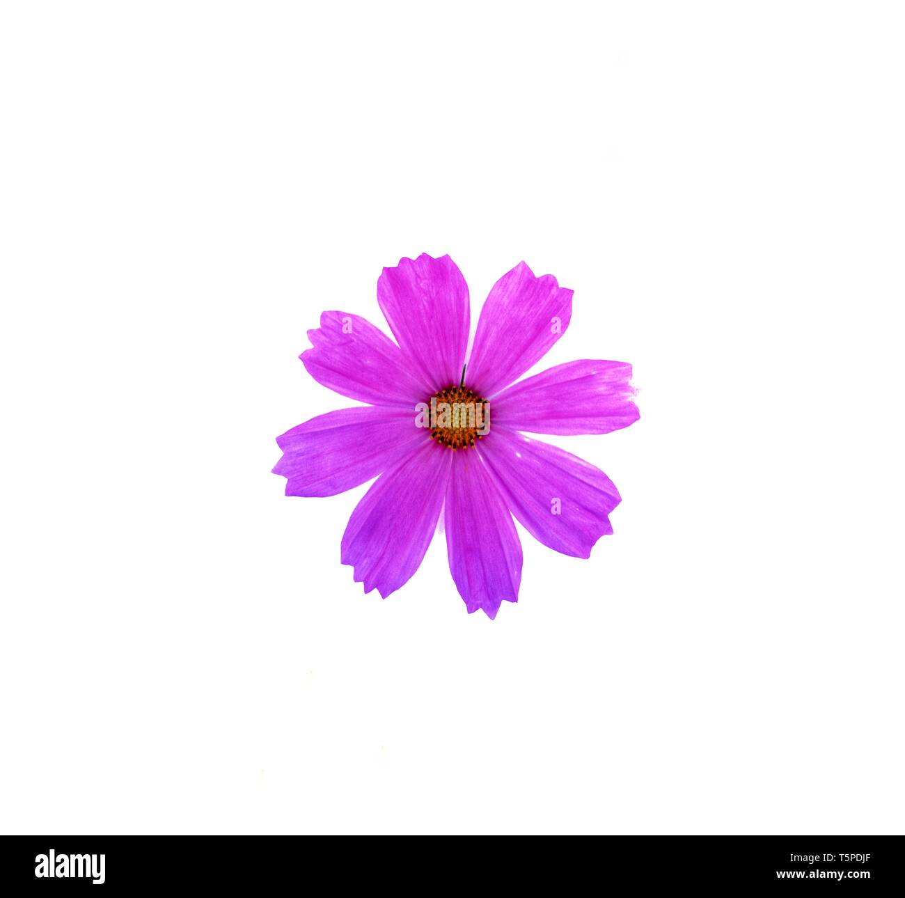 Pink cosmos flower isolated on white background Stock Photo - Alamy