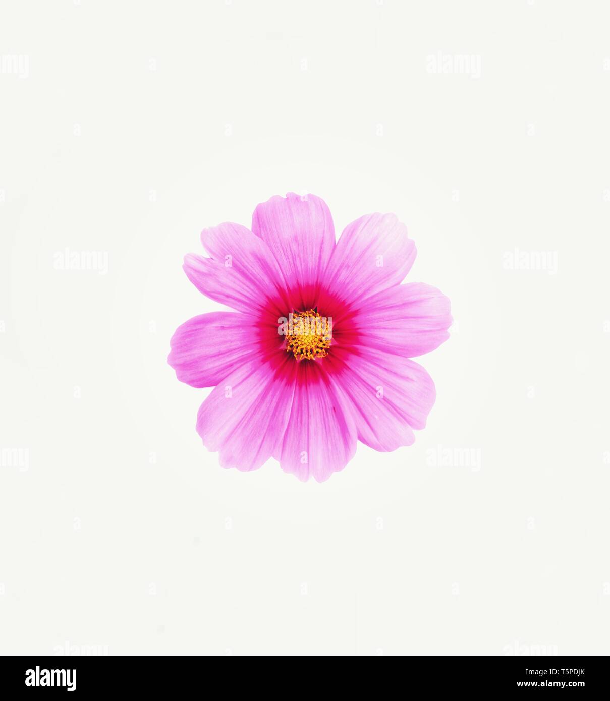 Pink cosmos flower isolated on white background Stock Photo - Alamy