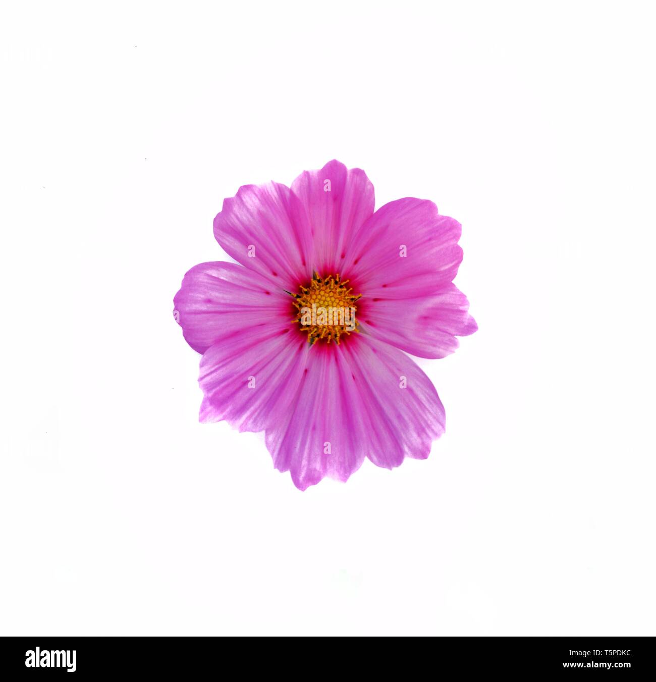 Pink cosmos flower isolated on white background Stock Photo - Alamy