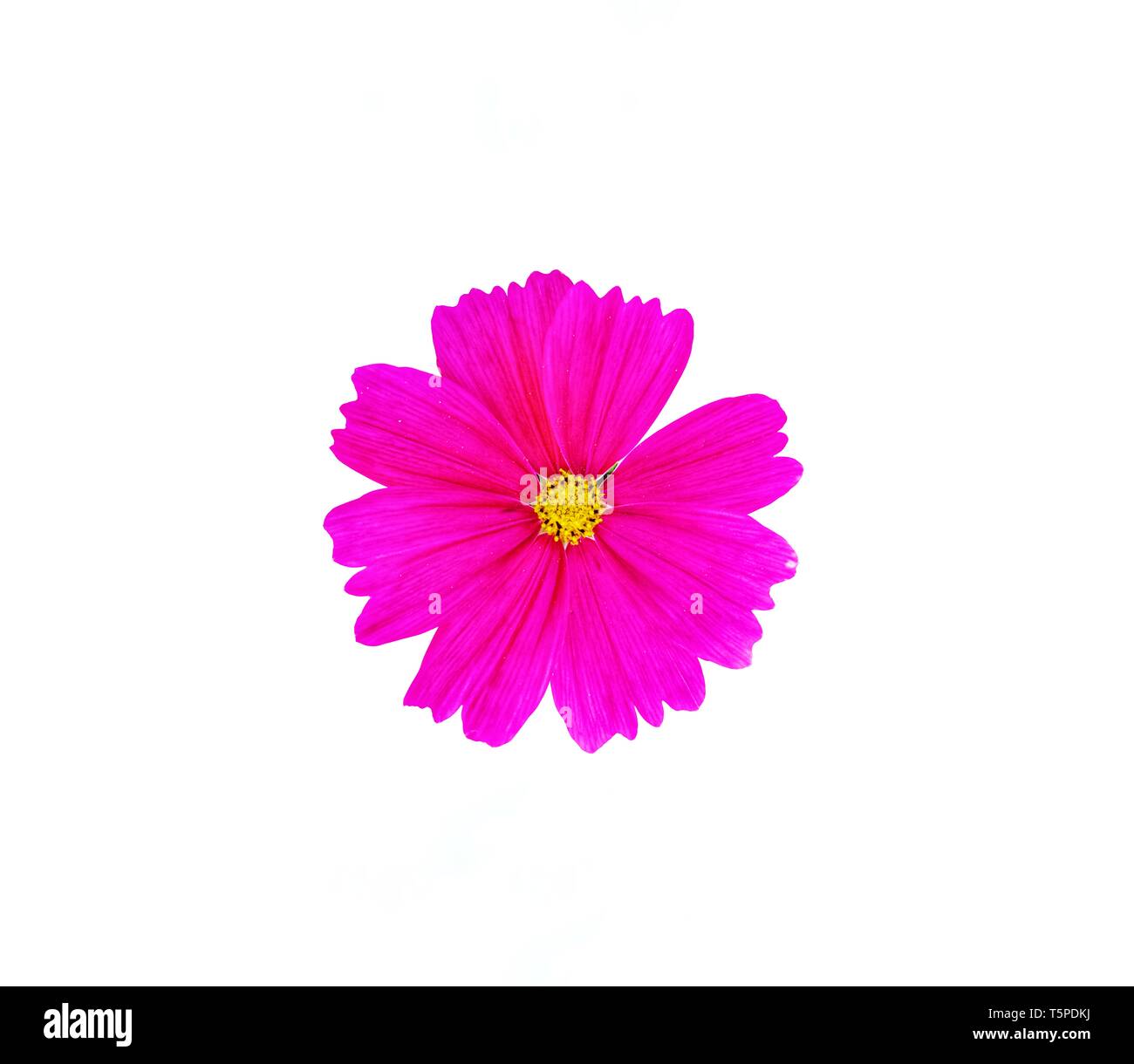 Pink cosmos flower isolated on white background Stock Photo - Alamy