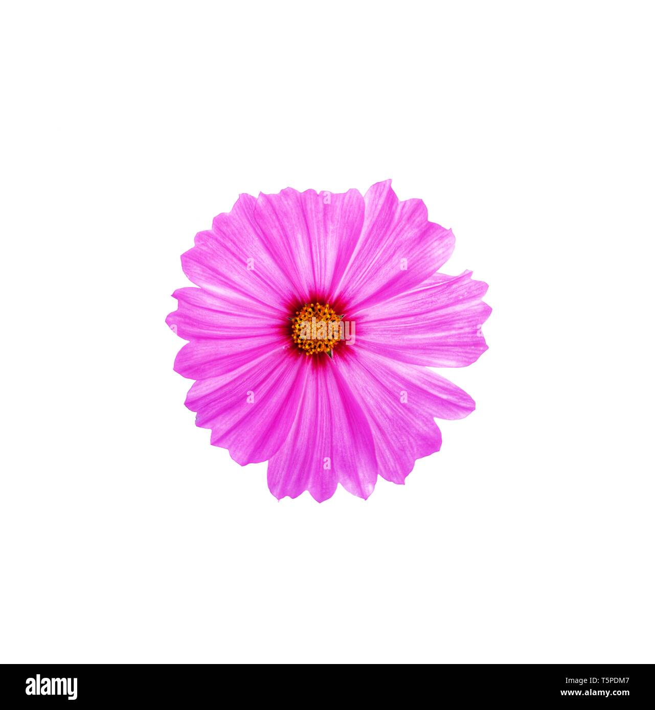 Pink cosmos flower isolated on white background Stock Photo - Alamy