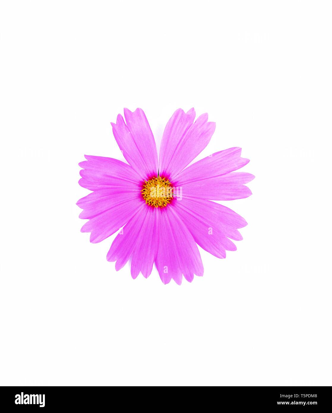 Pink cosmos flower isolated on white background Stock Photo - Alamy