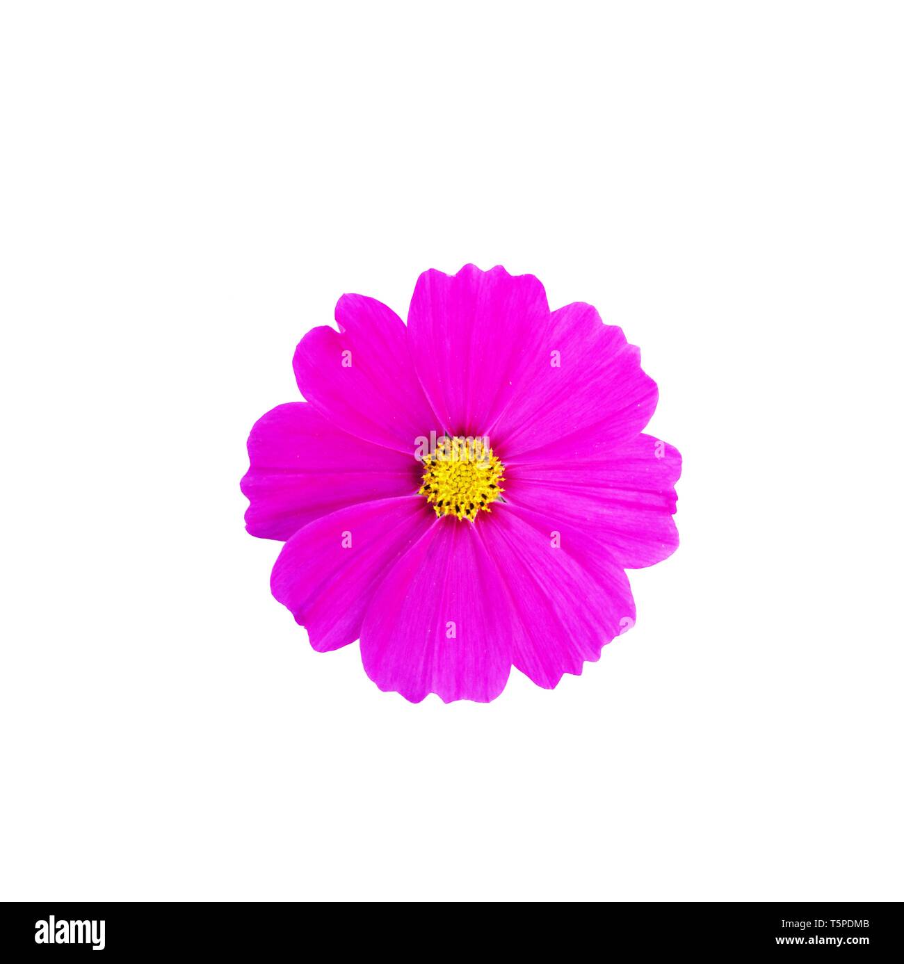 Pink cosmos flower isolated on white background Stock Photo - Alamy