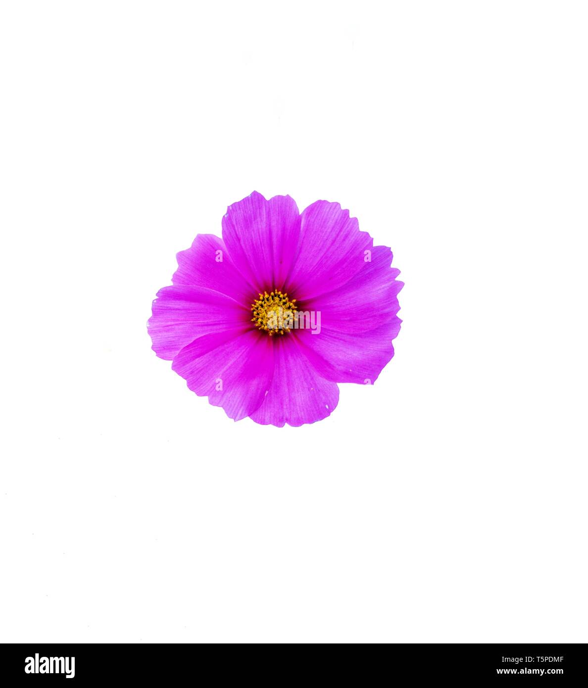 Pink cosmos flower isolated on white background Stock Photo - Alamy