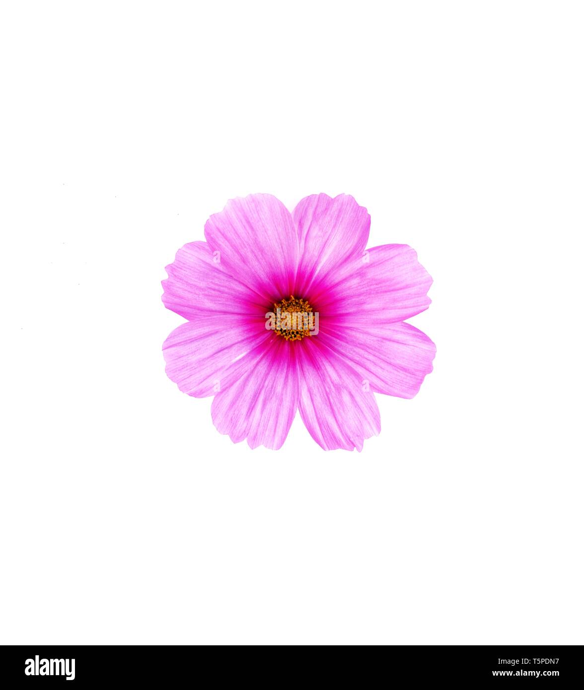 Light Pink cosmos flower isolated on white background Stock Photo - Alamy