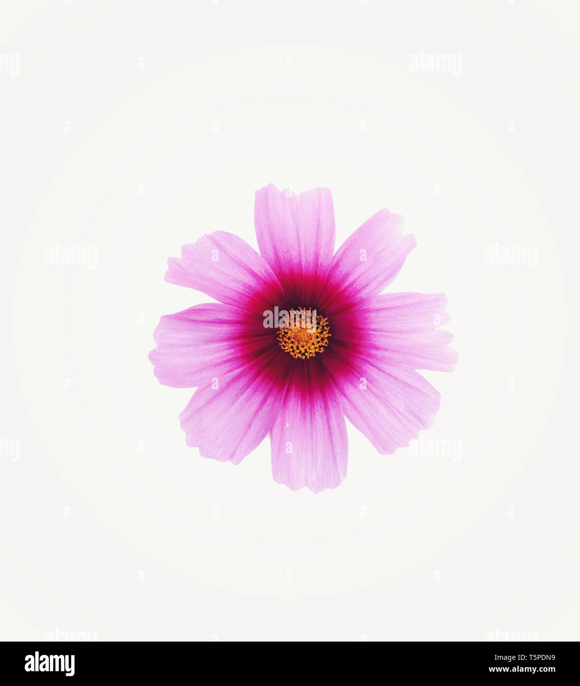 Light Pink cosmos flower isolated on white background Stock Photo - Alamy