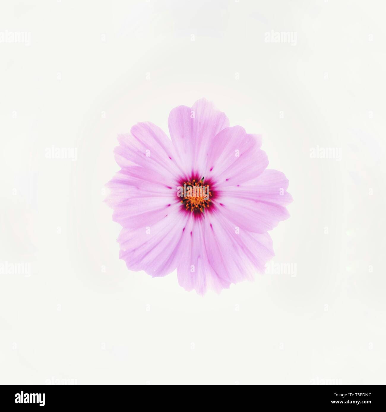 Light Pink cosmos flower isolated on white background Stock Photo - Alamy