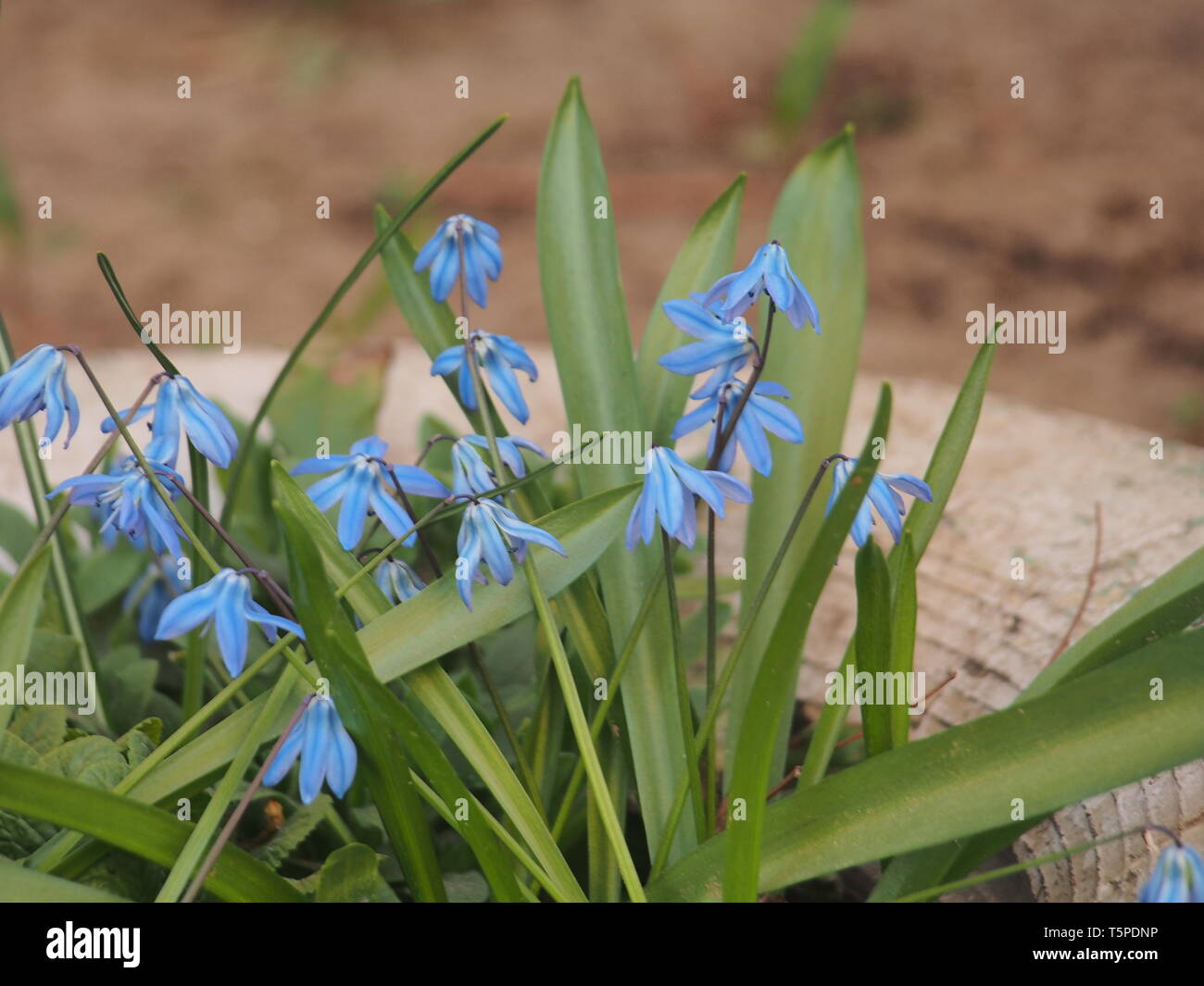 Bloom the first spring flowers. Bluebells. Blue buds of plants. Nature ...