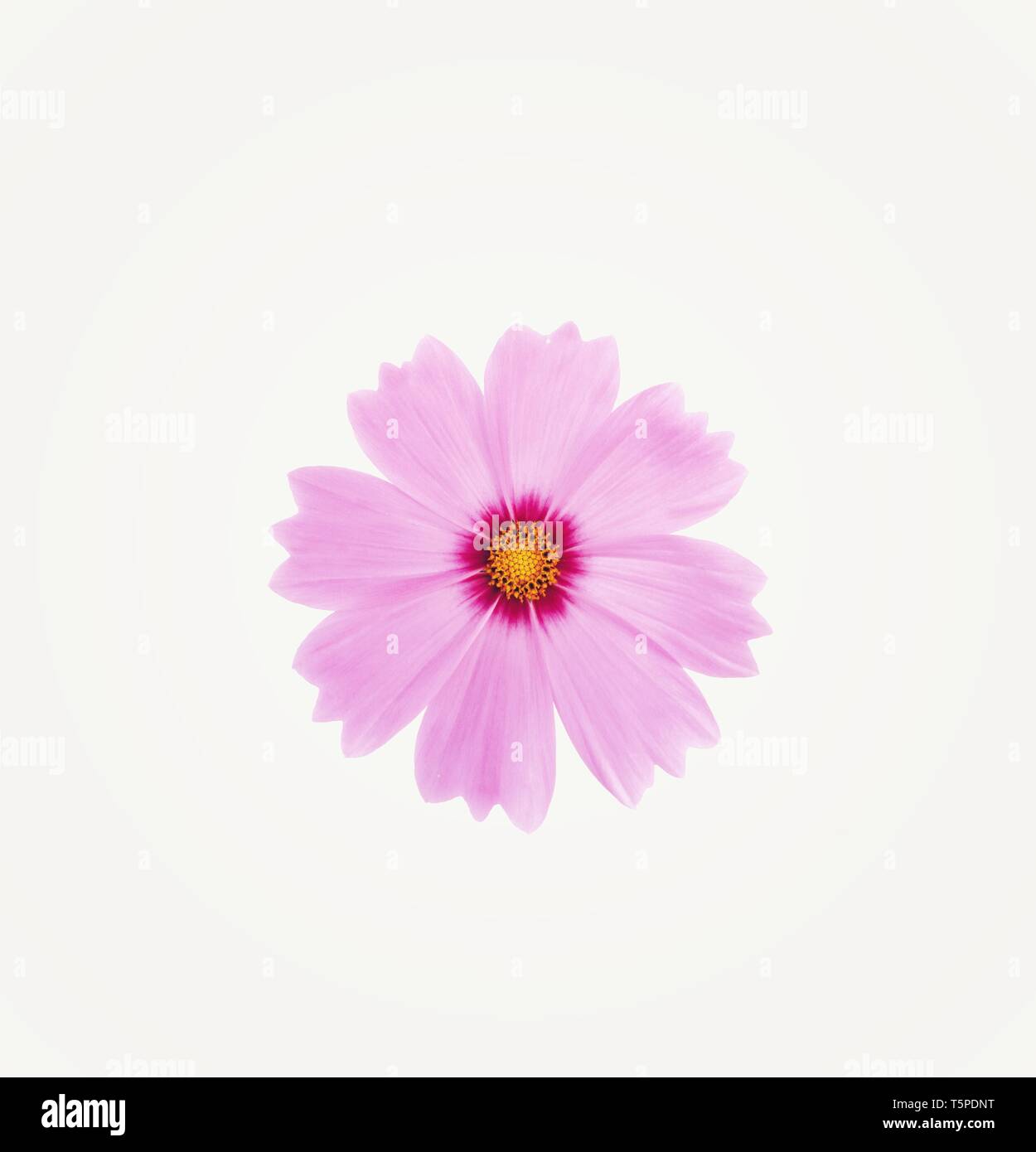 Light Pink cosmos flower isolated on white background Stock Photo - Alamy