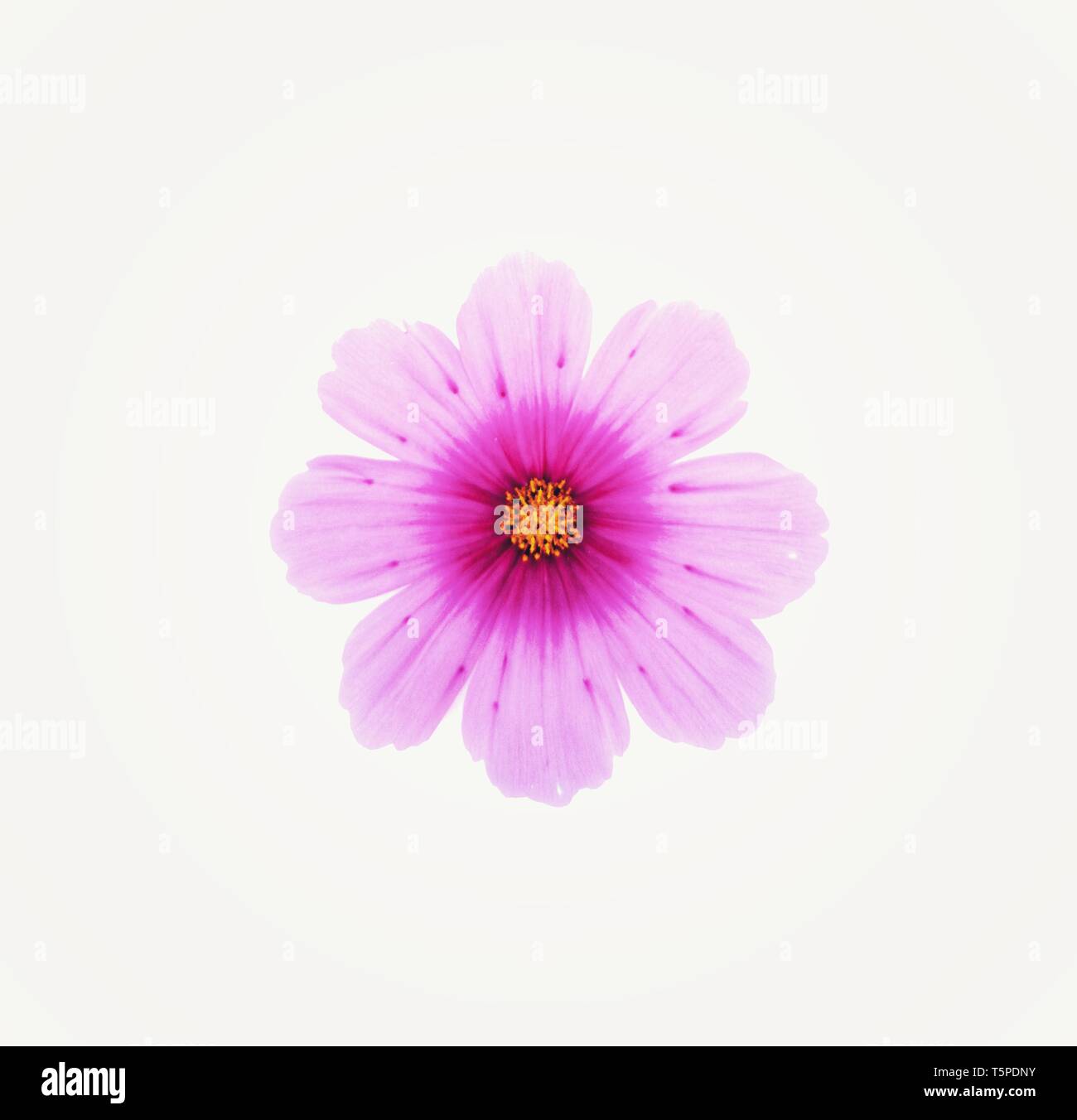 Light Pink cosmos flower isolated on white background Stock Photo - Alamy