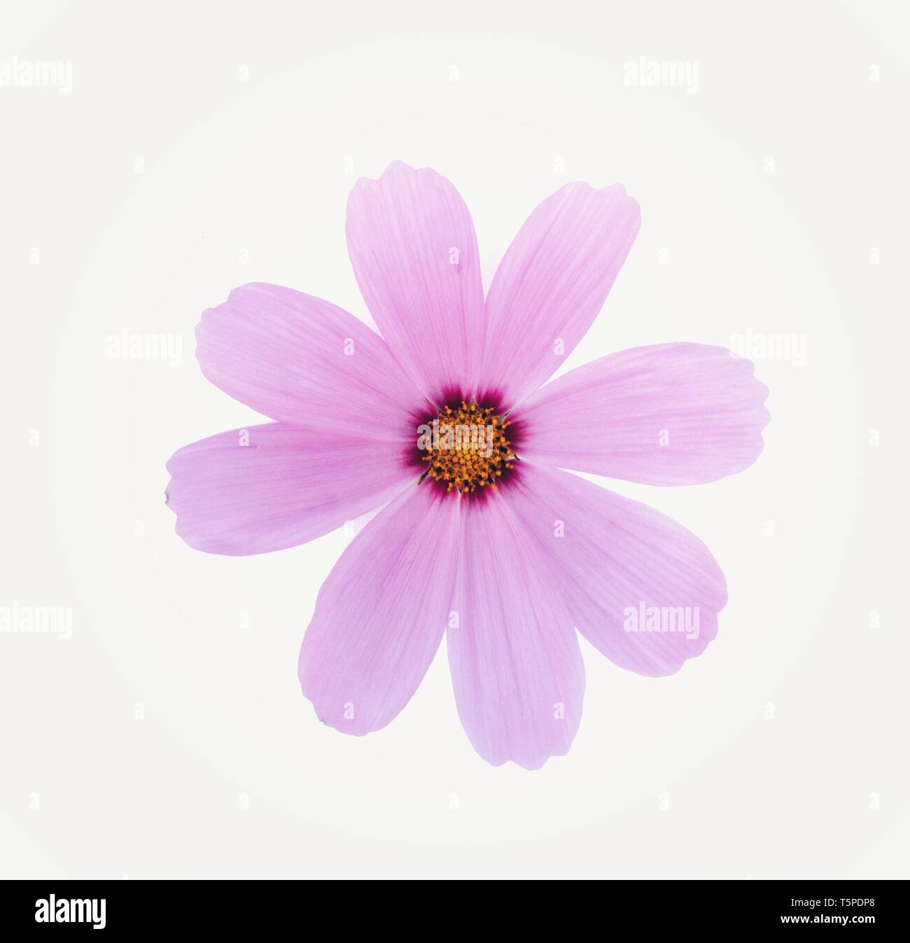 Light Pink cosmos flower isolated on white background Stock Photo - Alamy