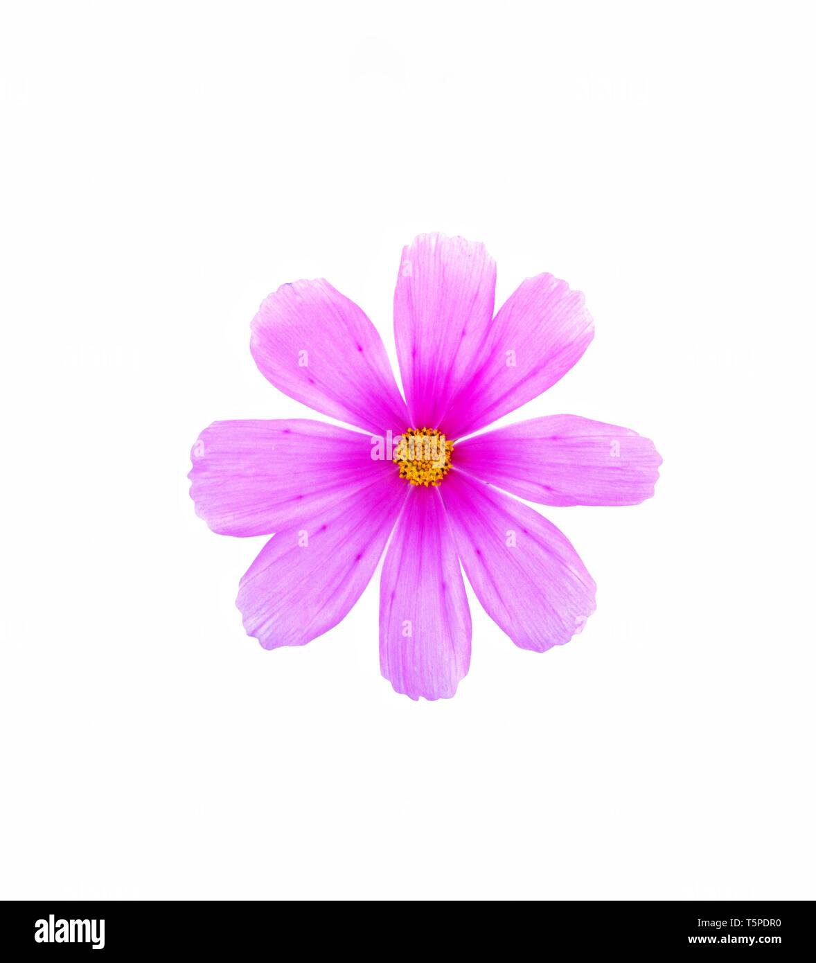 Light Pink cosmos flower isolated on white background Stock Photo - Alamy