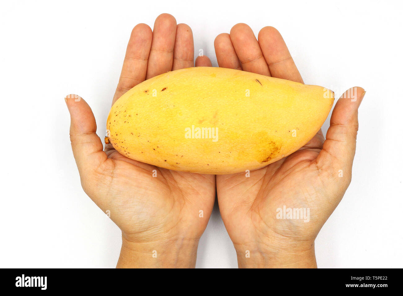 hand holding ripe mangoes, yellow mango isolated on black background ...