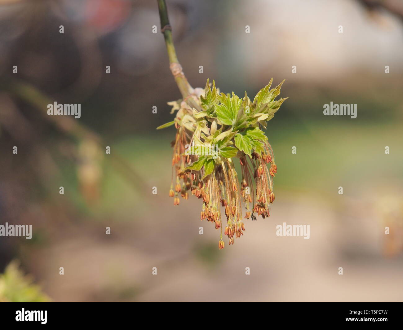 Blooms American maple. The young leaves of the tree. It's spring ...