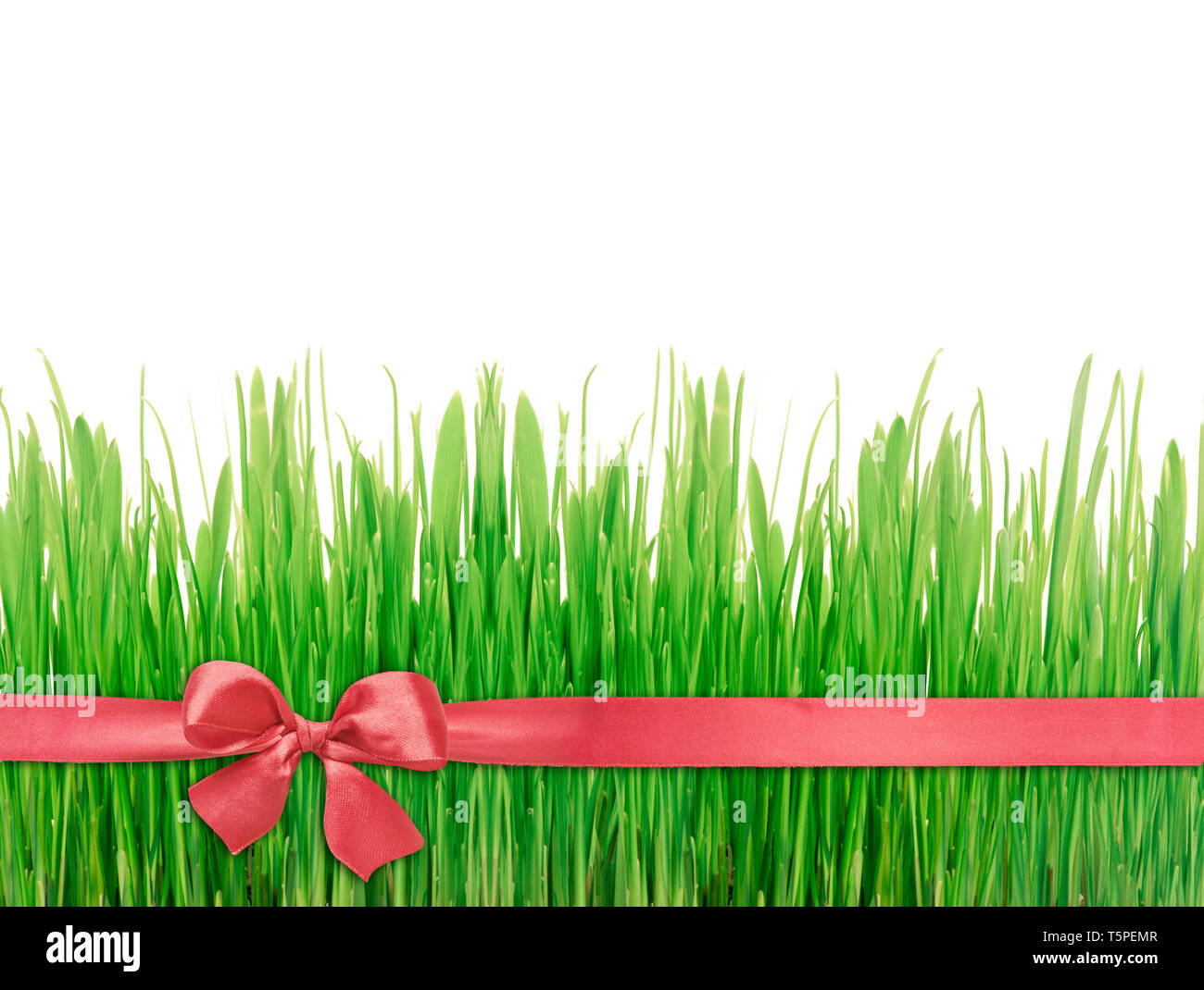 Green grass tied with a red silk ribbon with a bow on a white ...