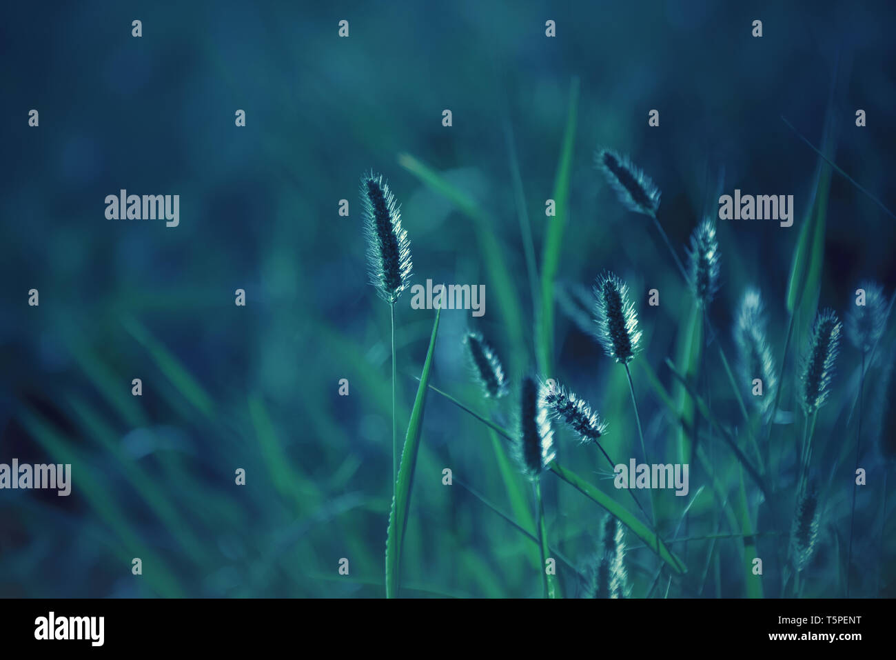 Close up of grass blades in backlit at sunset, photo in a blue tone ...