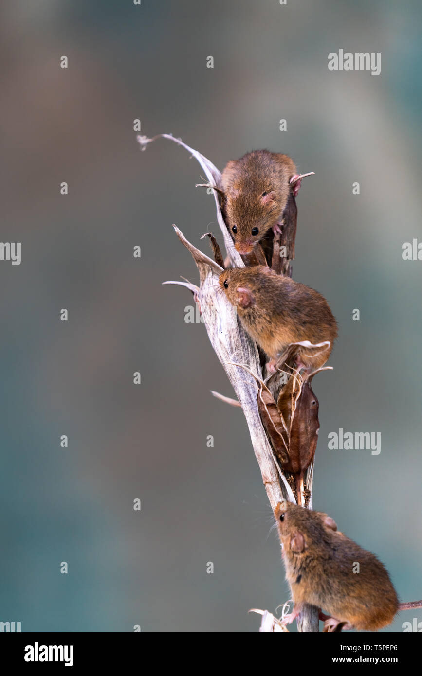 Harvest mice micromys minutus pair hi-res stock photography and images ...