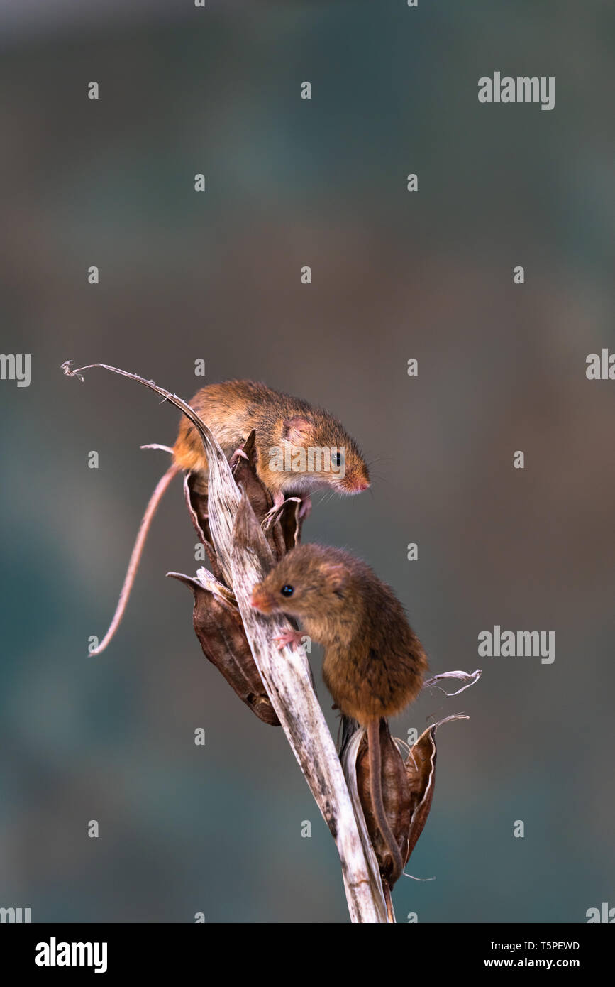 Harvest mice micromys minutus pair hi-res stock photography and images ...