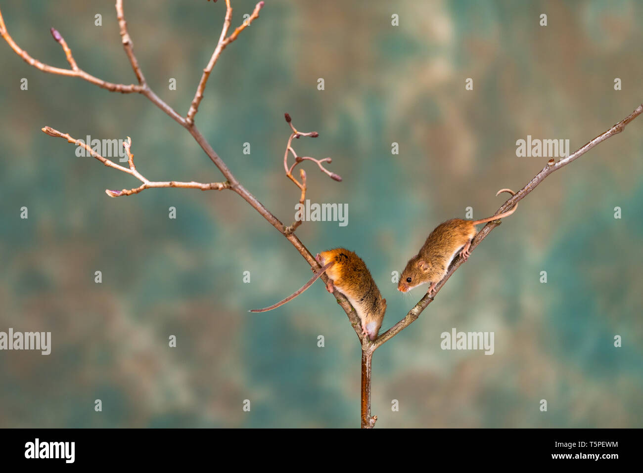 Harvest mice micromys minutus pair hi-res stock photography and images ...