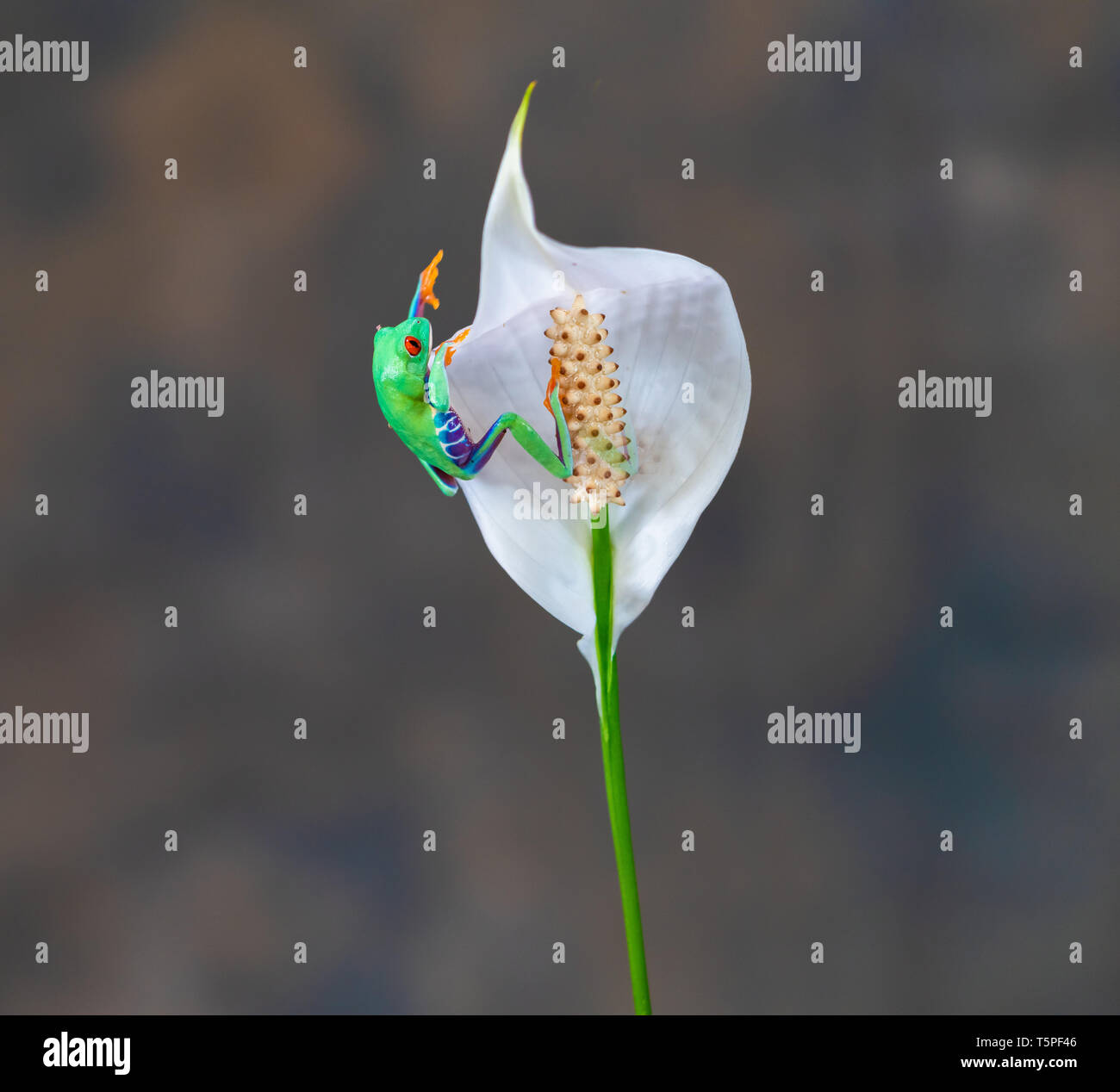 Frog High Resolution Stock Photography and Images - Alamy