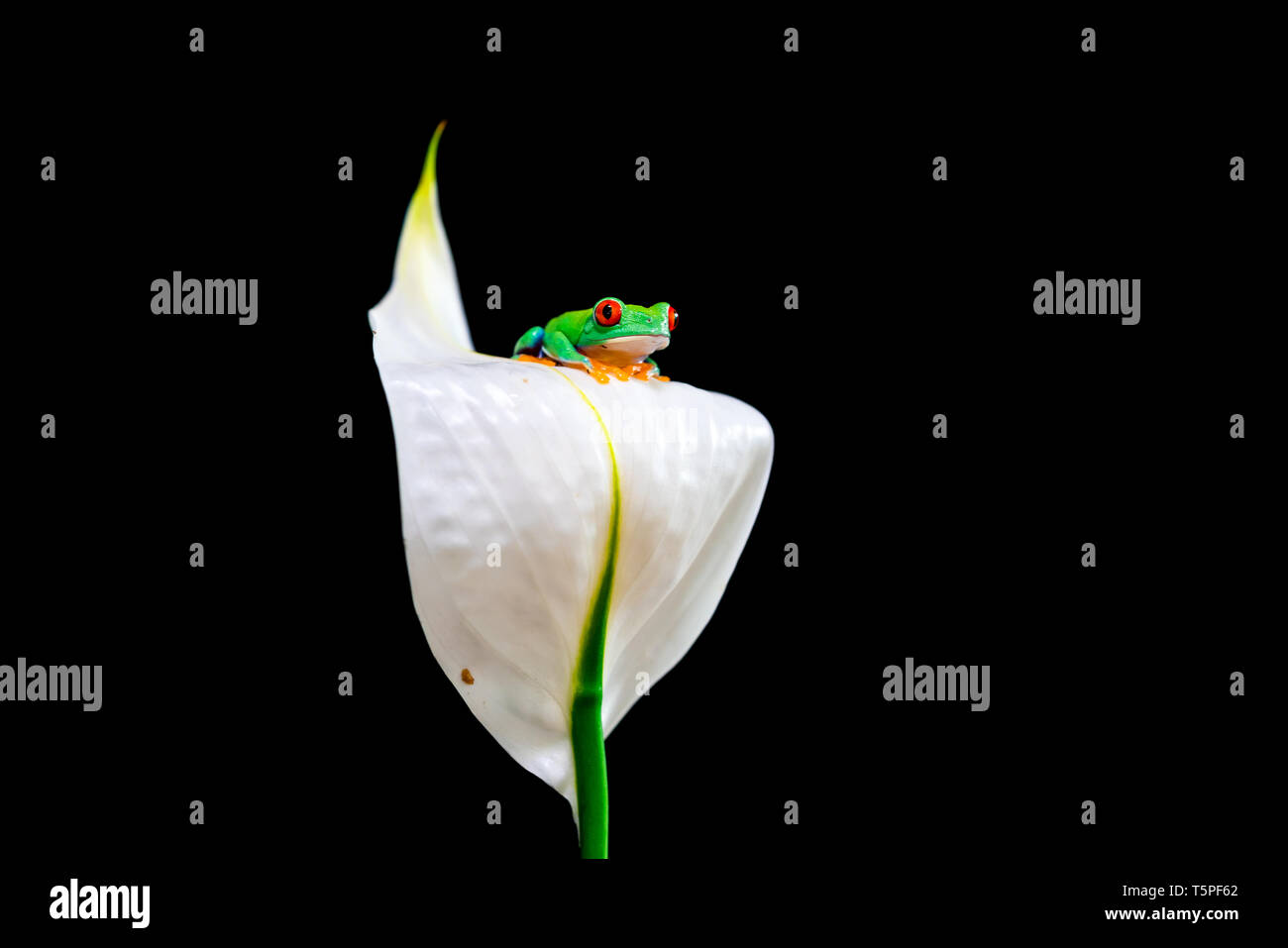Red-eyed tree frog (Agalychnis callidryas) sitting on a flower ...