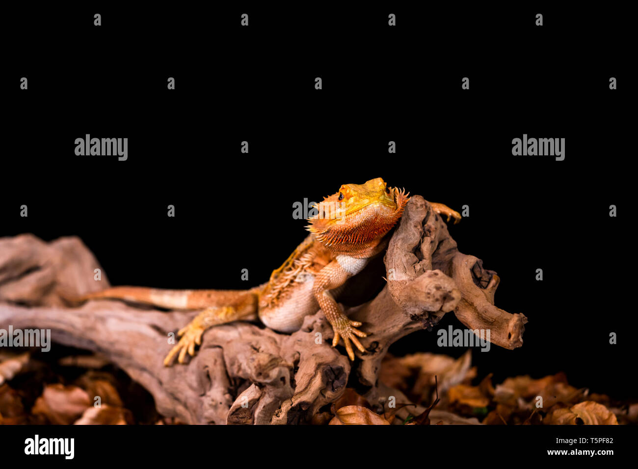 Bearded dragon (Pogona) on wooden branch - closeup with selective focus ...