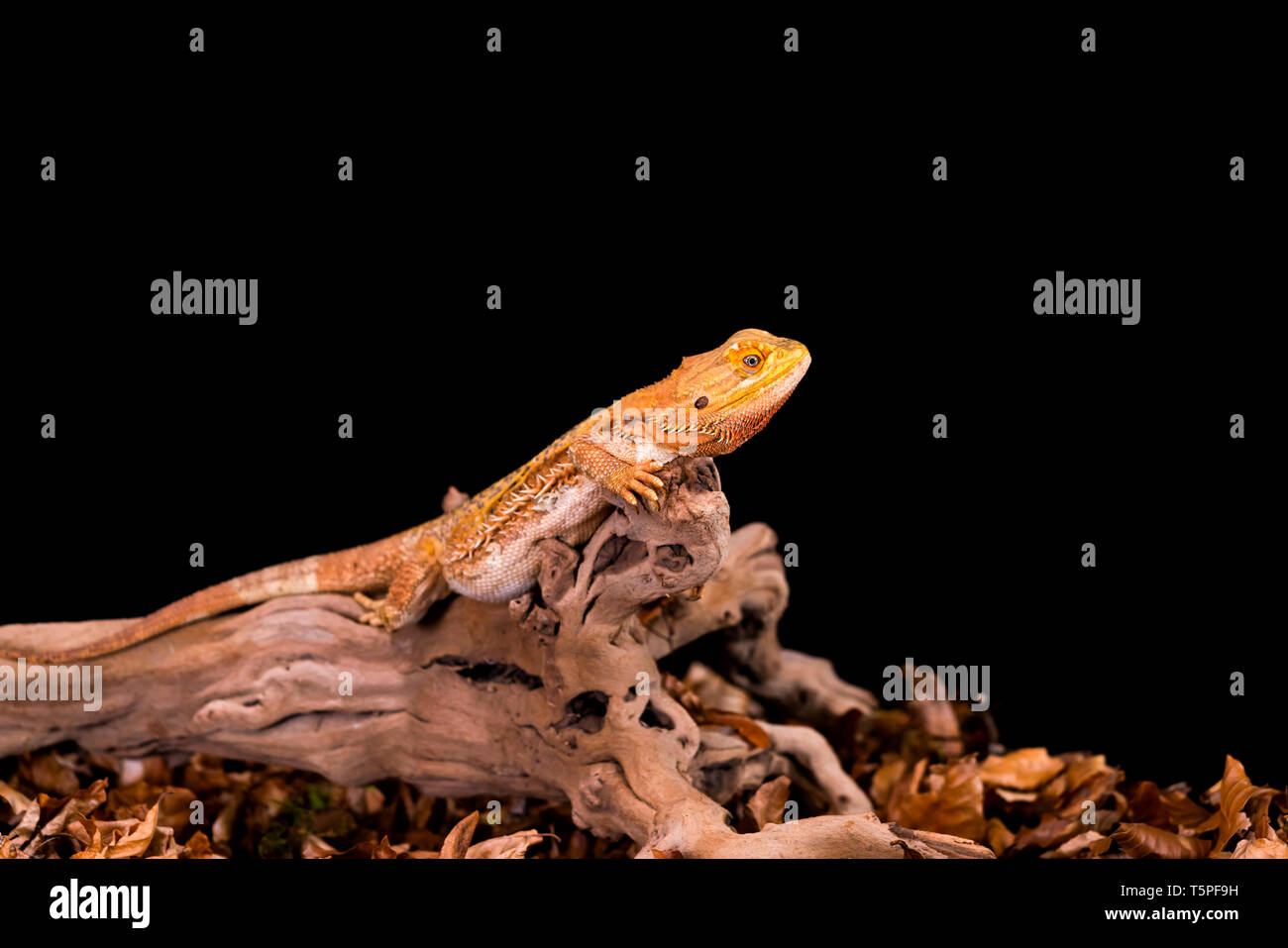 Bearded dragon (Pogona) on wooden branch - closeup with selective focus ...