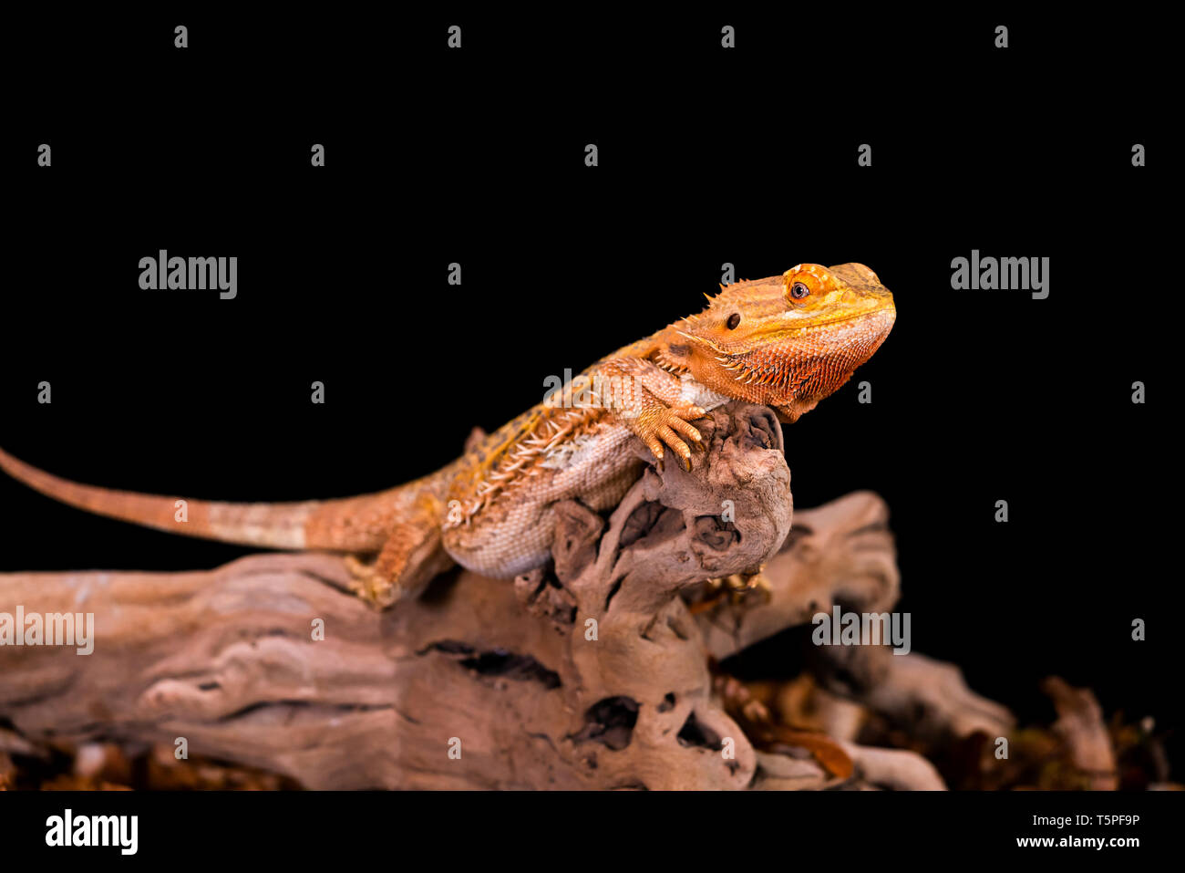 Bearded dragon (Pogona) on wooden branch - closeup with selective focus ...