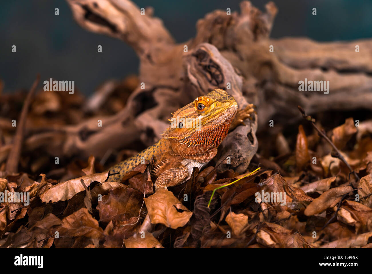 Bearded dragon (Pogona) - closeup with selective focus Stock Photo - Alamy