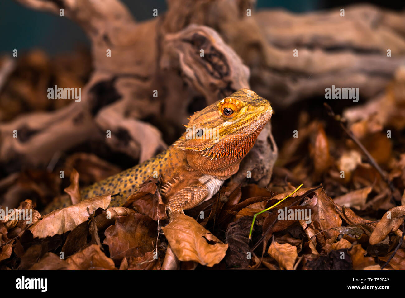 Bearded dragon (Pogona) - closeup with selective focus Stock Photo - Alamy