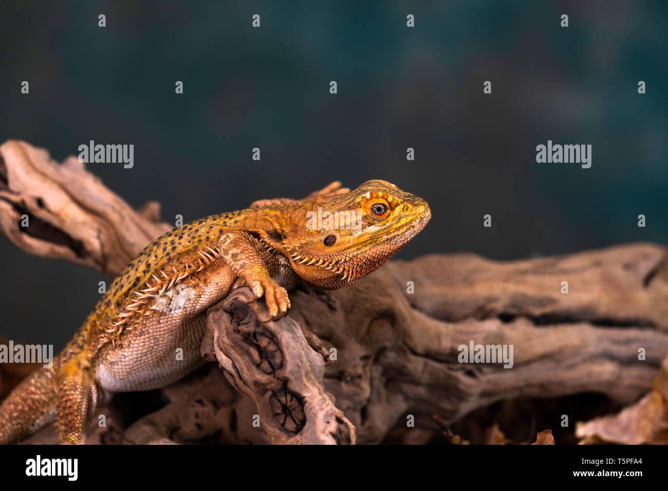 Bearded dragon (Pogona) on wooden branch - closeup with selective focus ...