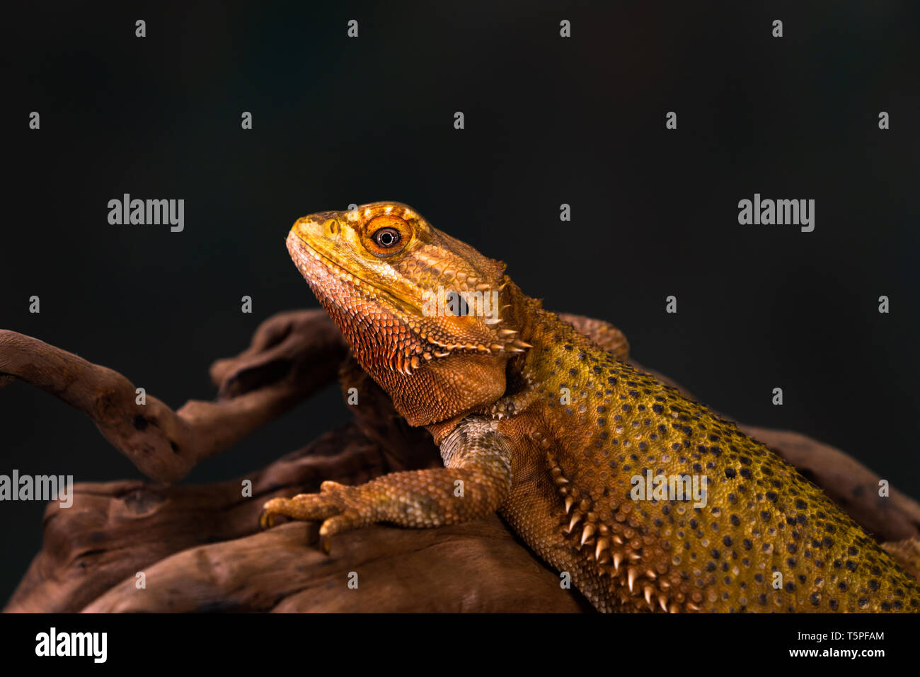 Bearded dragon (Pogona) on wooden branch - closeup with selective focus ...