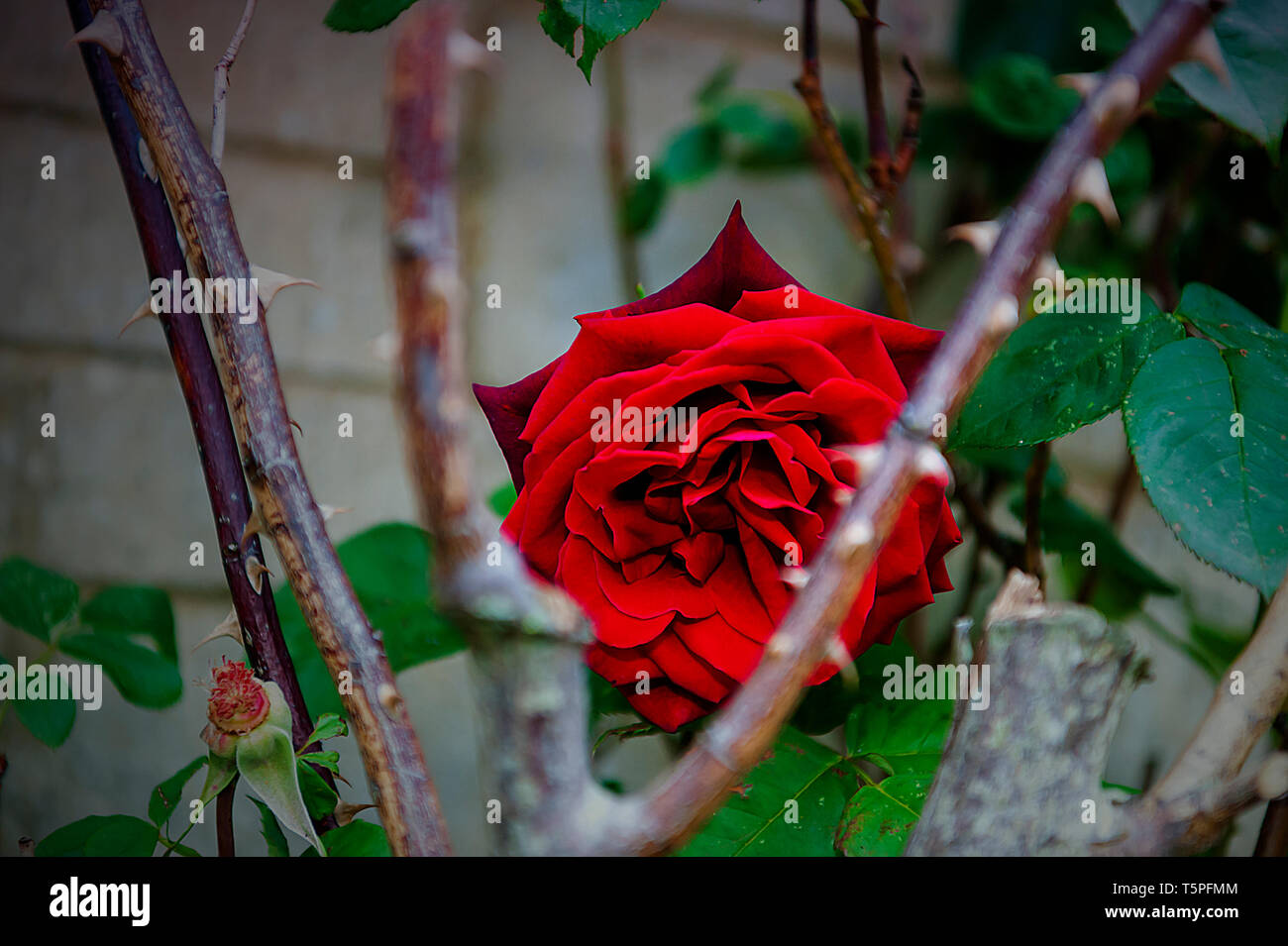 Rose among the thorns hi-res stock photography and images - Alamy