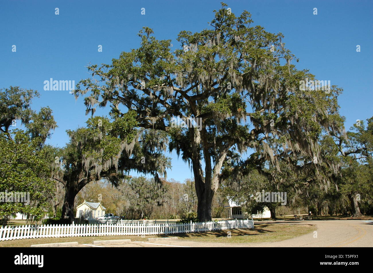 The view at Fairview-Riverside State Park, Madisonville, Louisiana, USA ...
