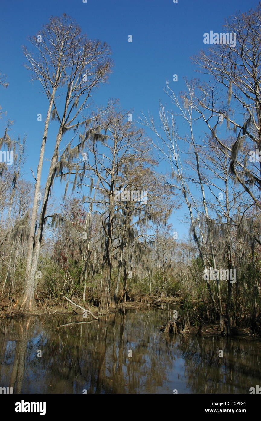 The view at Fairview-Riverside State Park, Madisonville, Louisiana, USA ...