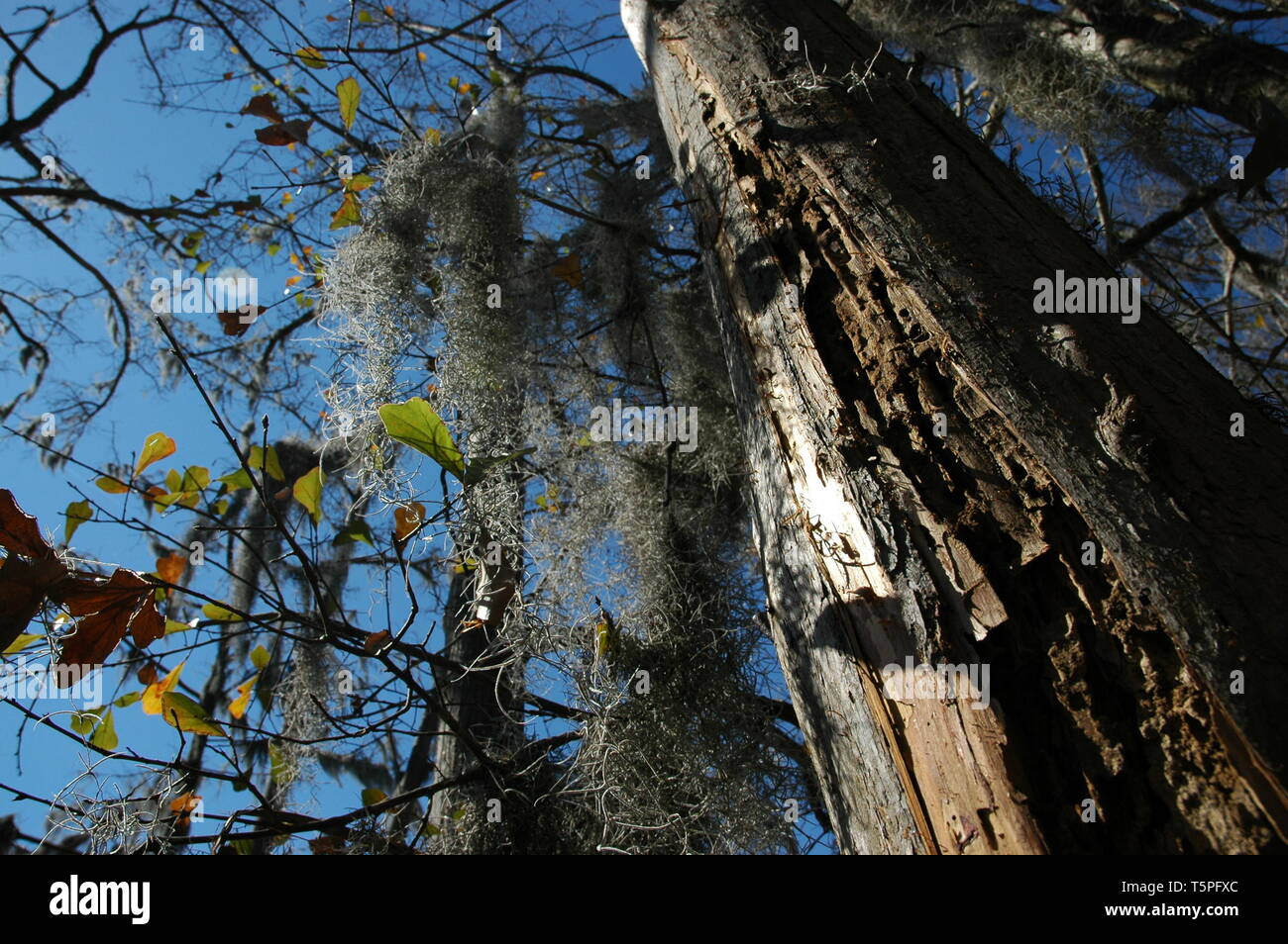 The view at Fairview-Riverside State Park, Madisonville, Louisiana, USA ...