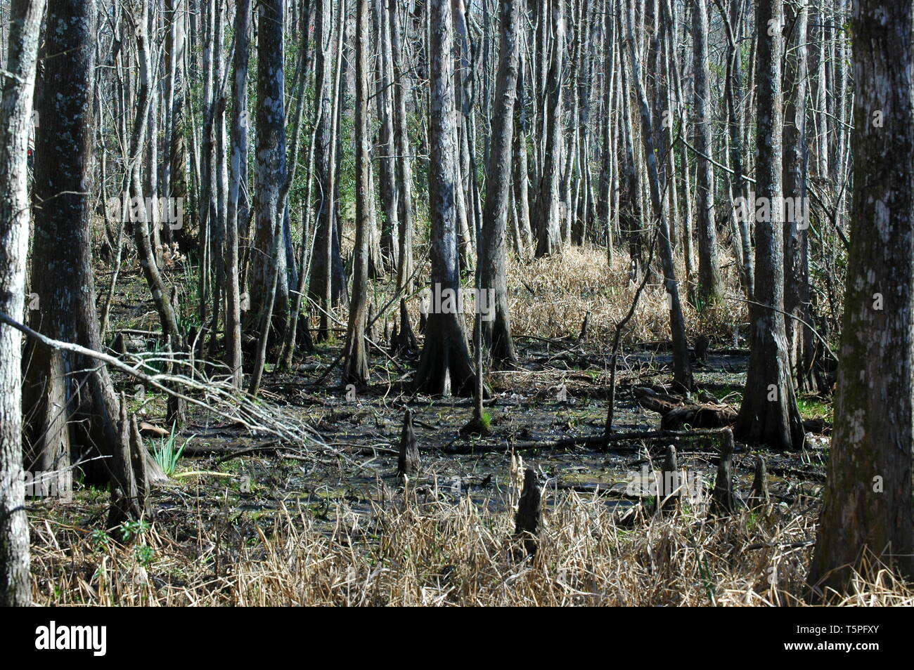 Louisiana tchefuncte river water hi-res stock photography and images ...