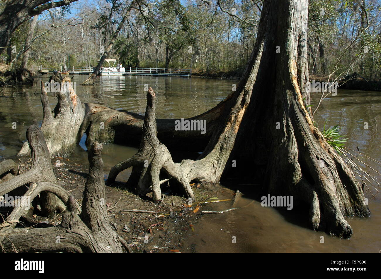 The view at Fairview-Riverside State Park, Madisonville, Louisiana, USA ...