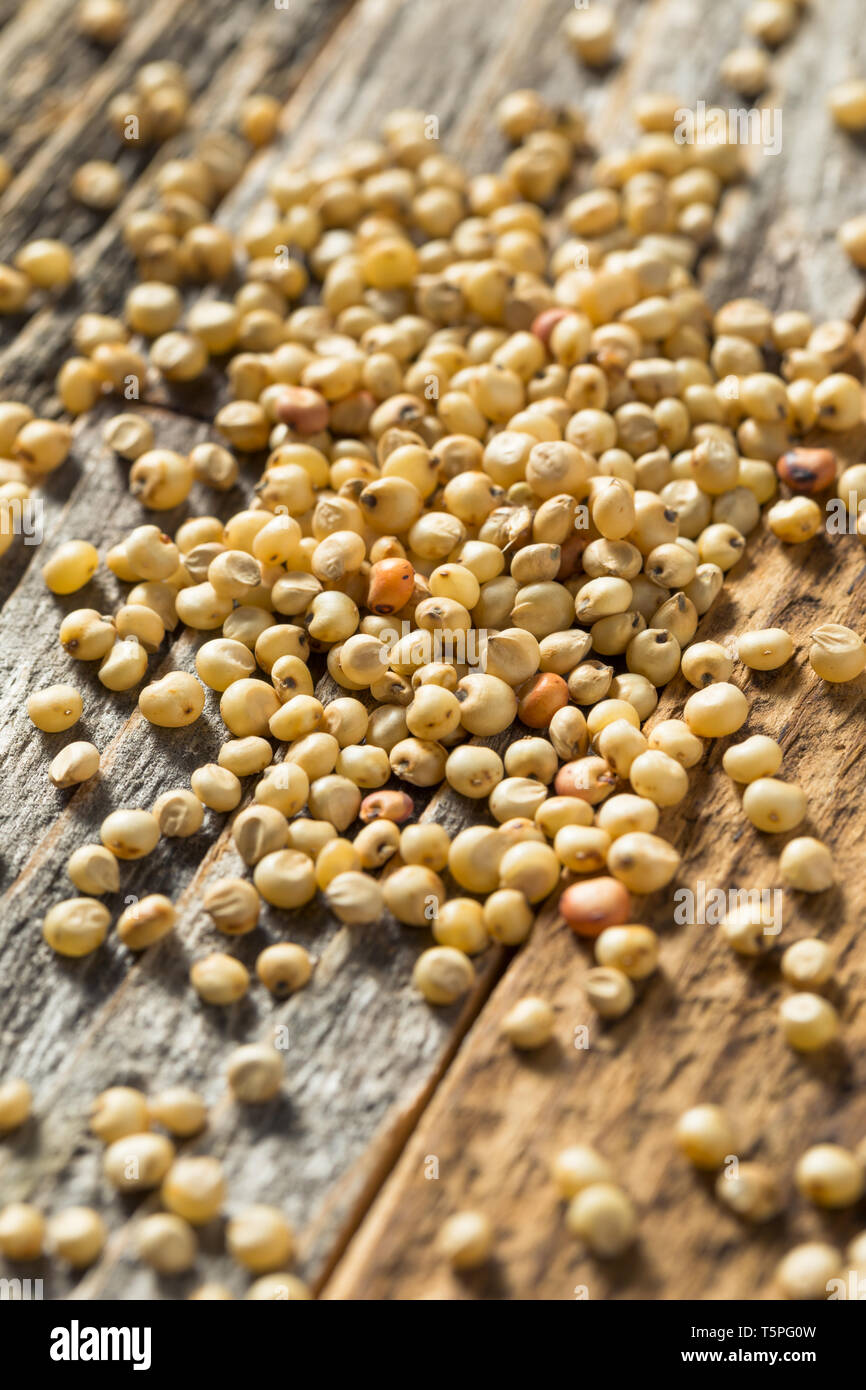 Raw Organic Sorghum Grain in a Bowl Stock Photo - Alamy