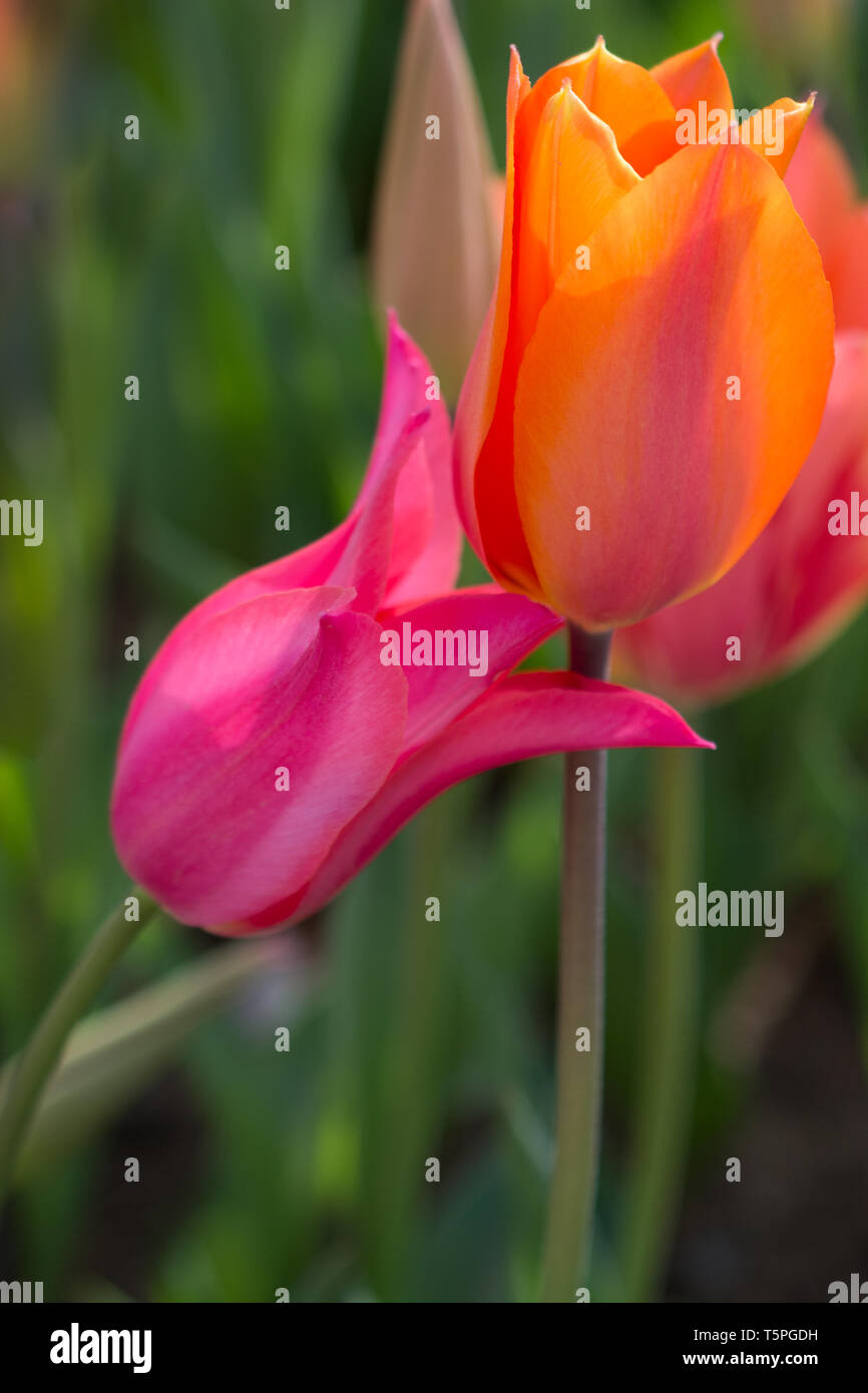 tulips of various colors in nature in spring time Stock Photo - Alamy