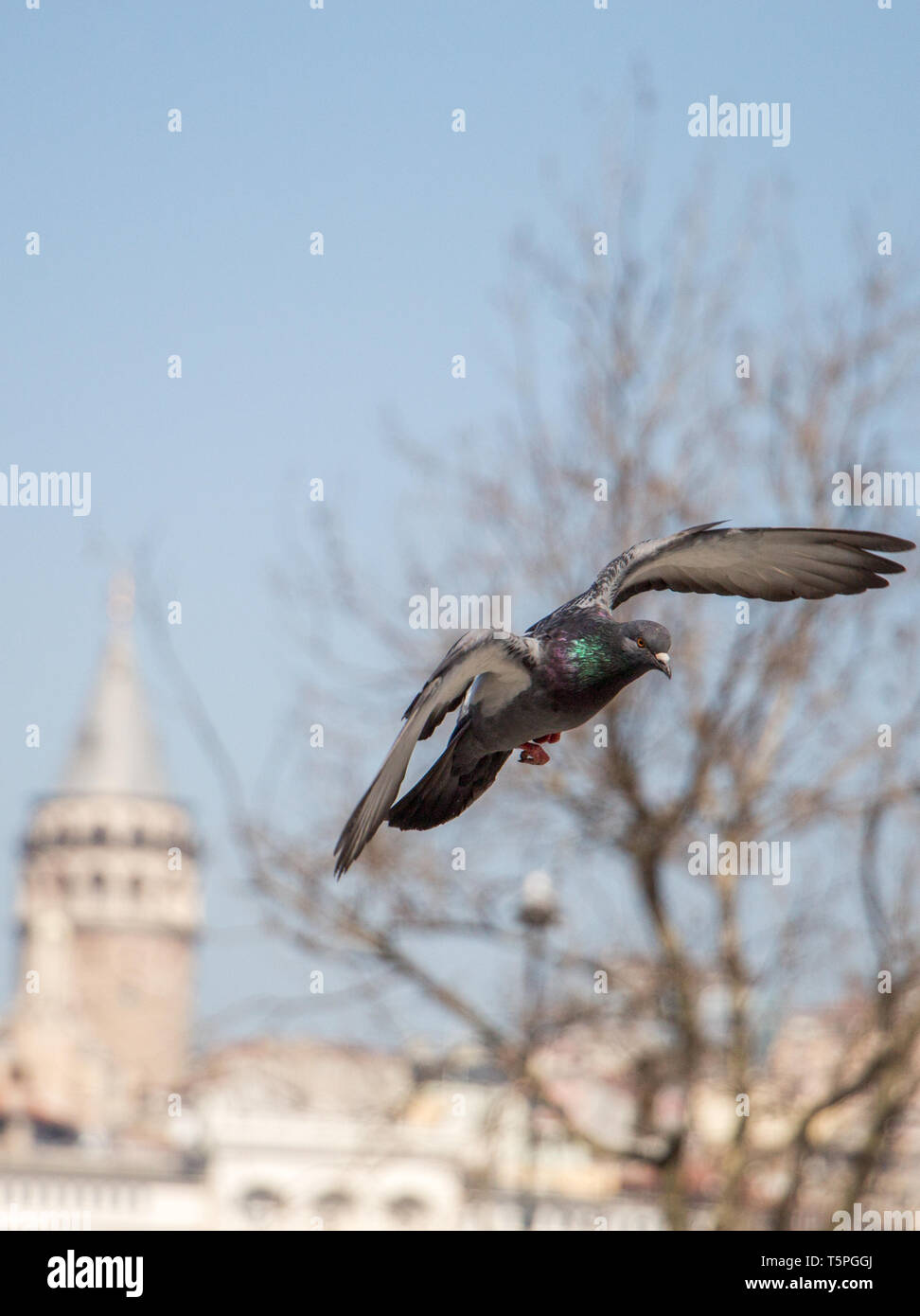 Single pigeon in the air with wings wide open Stock Photo - Alamy