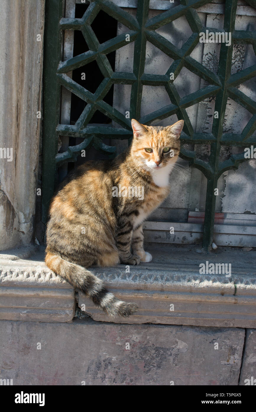 Stray cat seen in the street of the city Stock Photo - Alamy