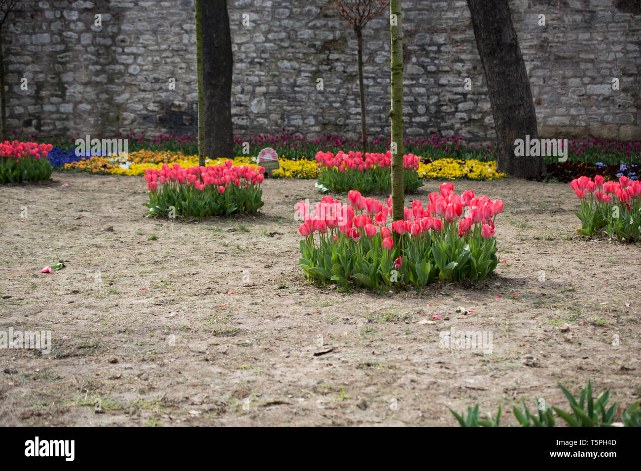 tulips of various colors in nature in spring time Stock Photo - Alamy